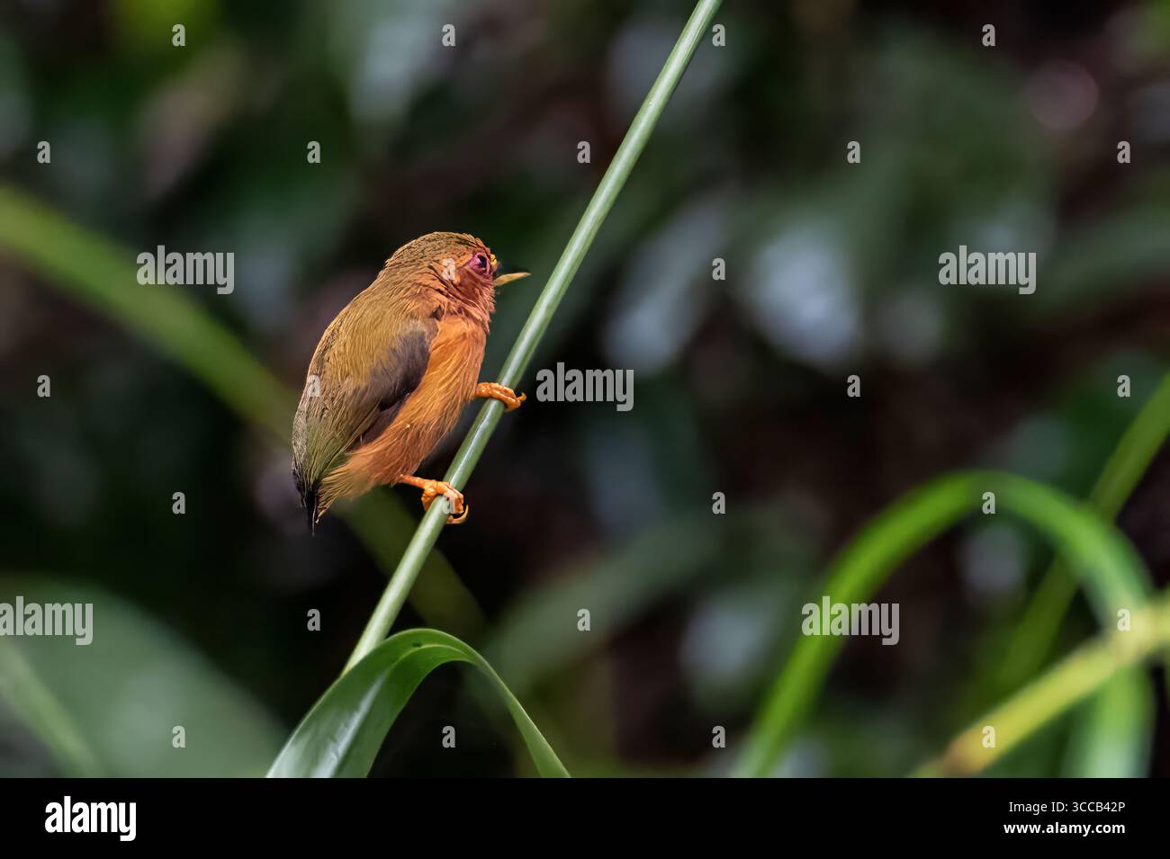 Malaypikulett hi-res stock photography and images - Alamy