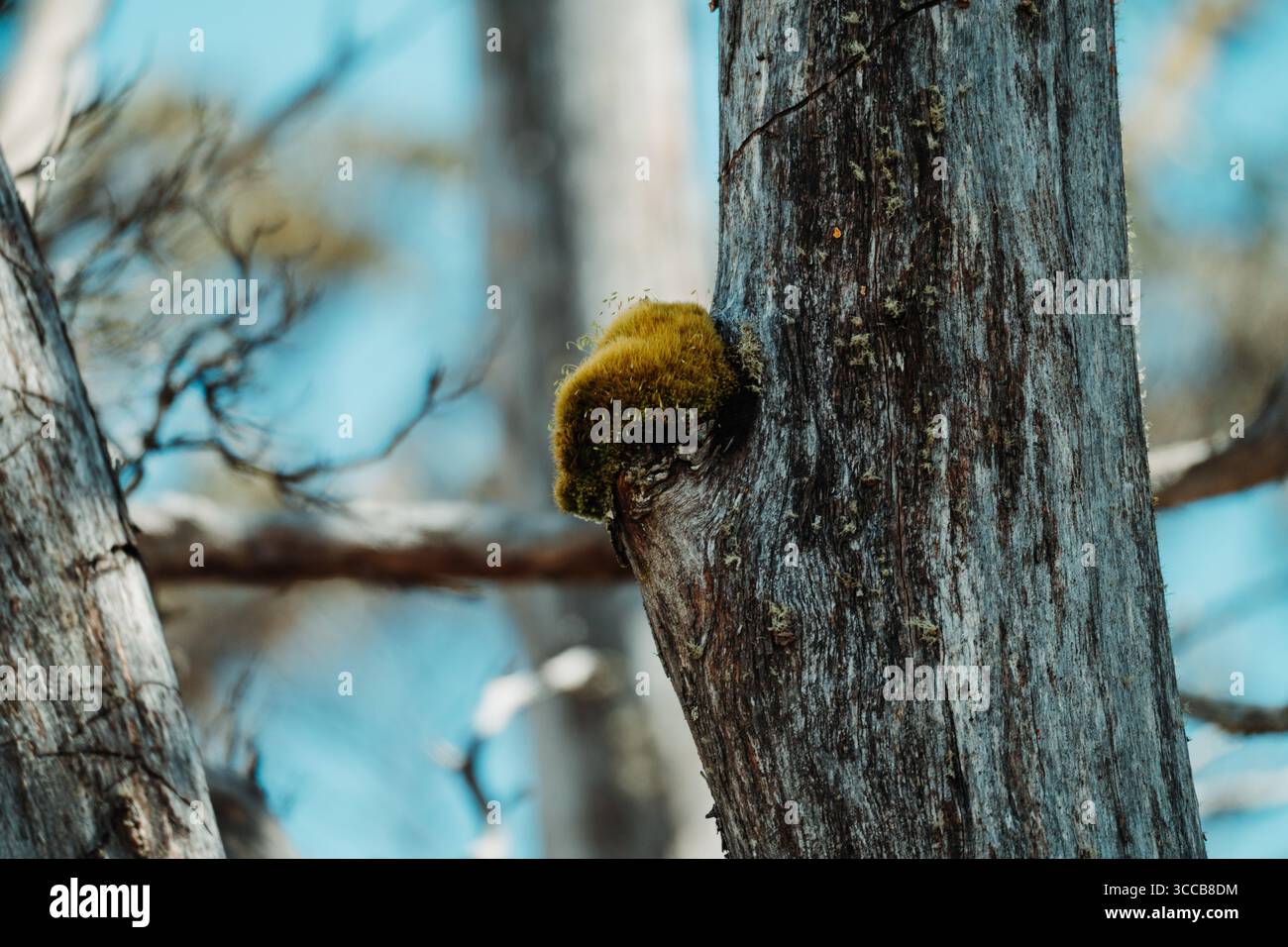 Wildlife portraits from Australia, including wallaby, wombat, peacock ...
