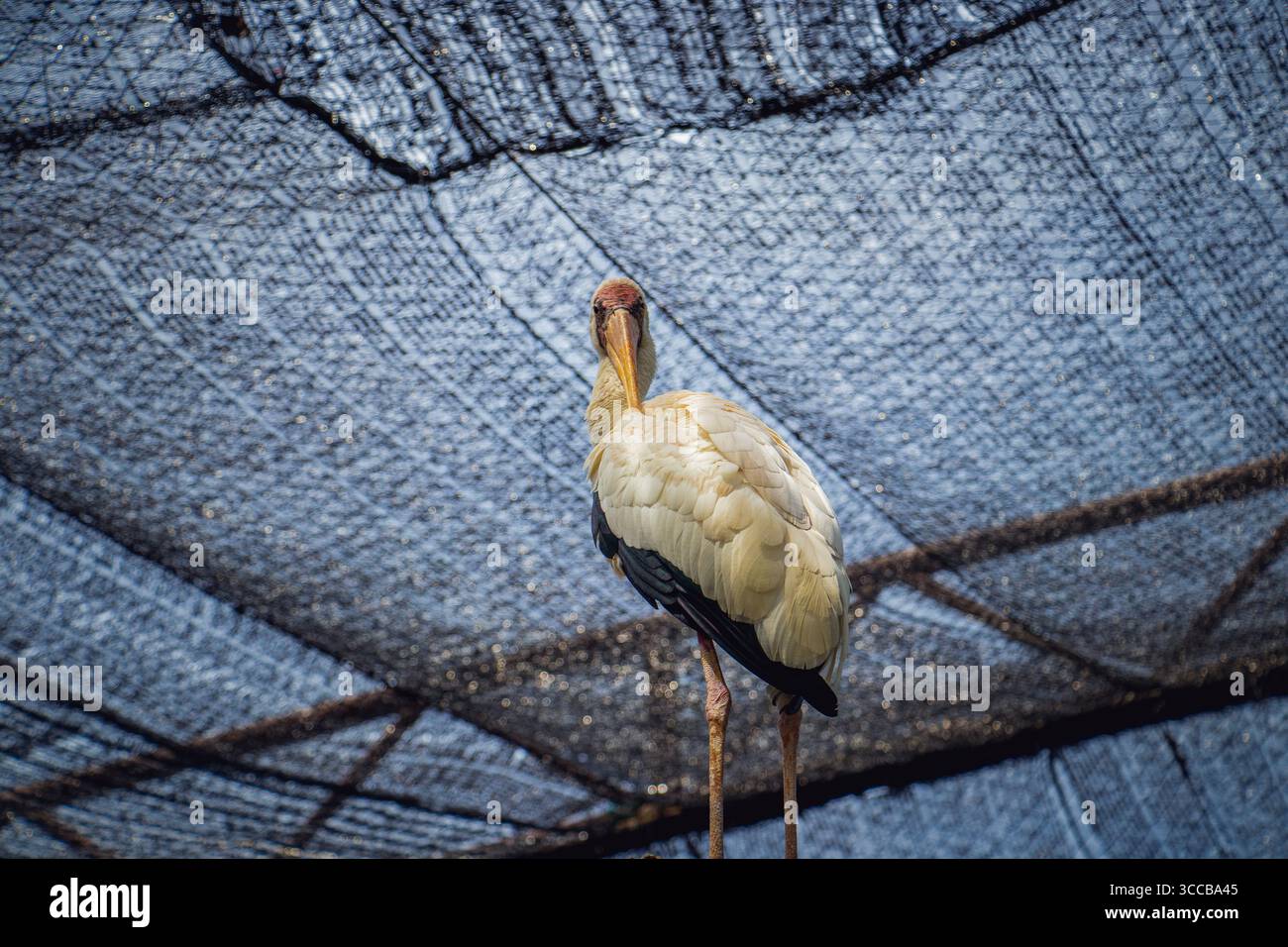 A yellow-billed stork (Mycteria ibis) bird stands tall under zoo ...
