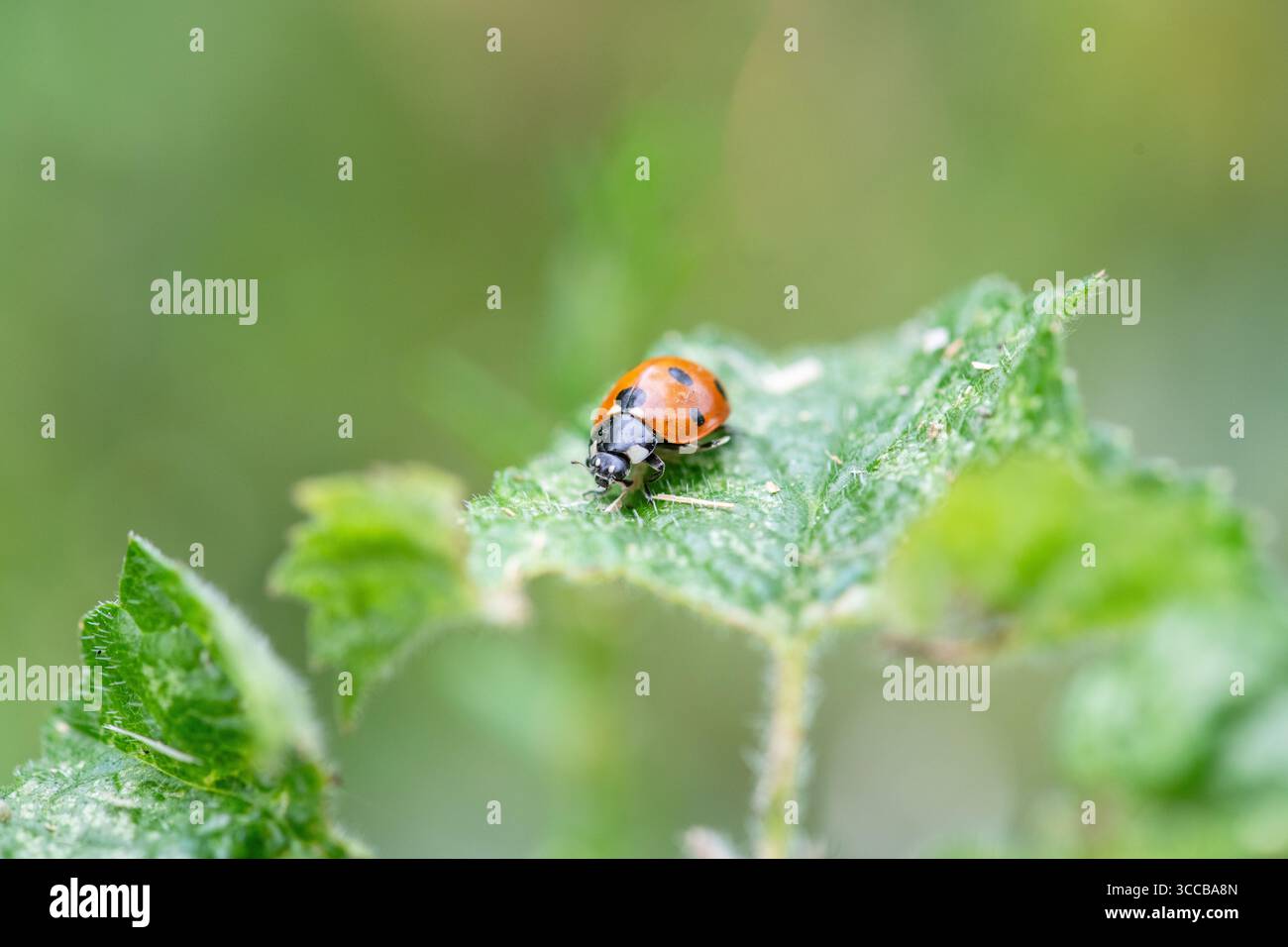 7-spot ladybird (Coccinella 7-punctata). Ladybirds are beetles and are ...