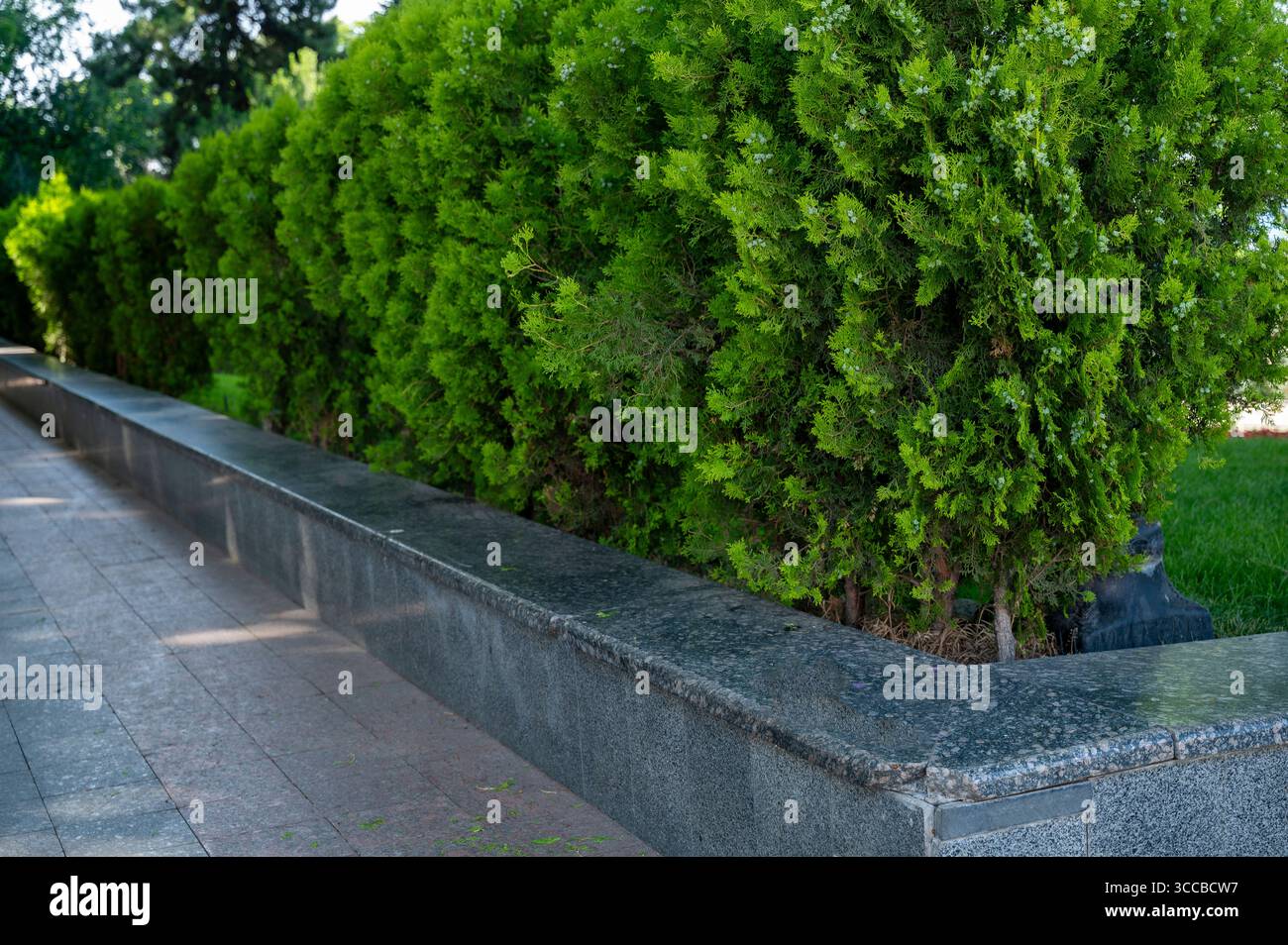 Lush green hedge frames hi-res stock photography and images - Alamy