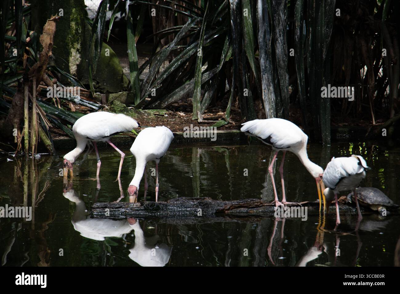 Long and strong curved beak hi-res stock photography and images - Alamy