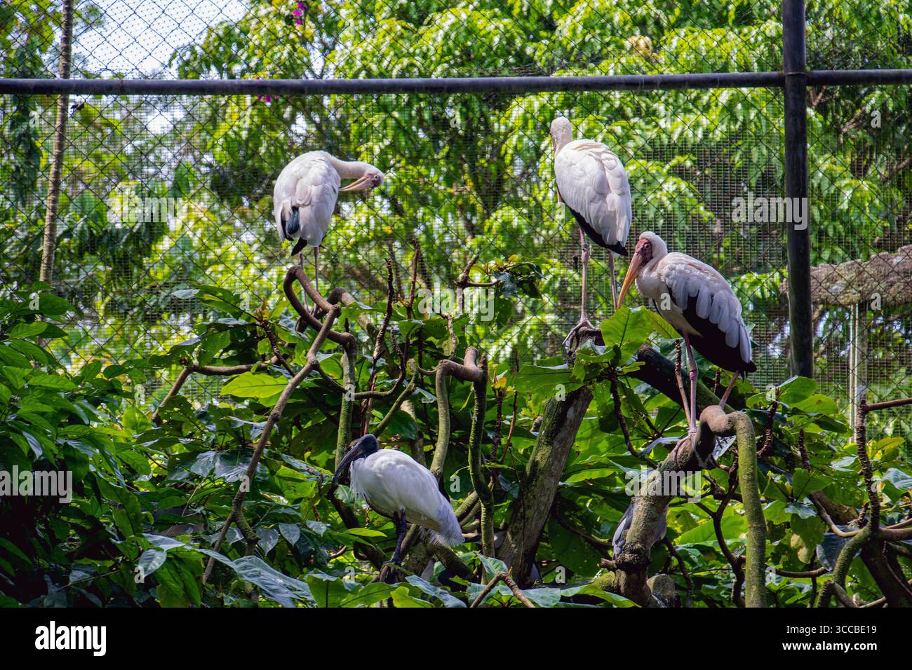 Painted storks (Mycteria leucocephala) birds and an Australian white ...