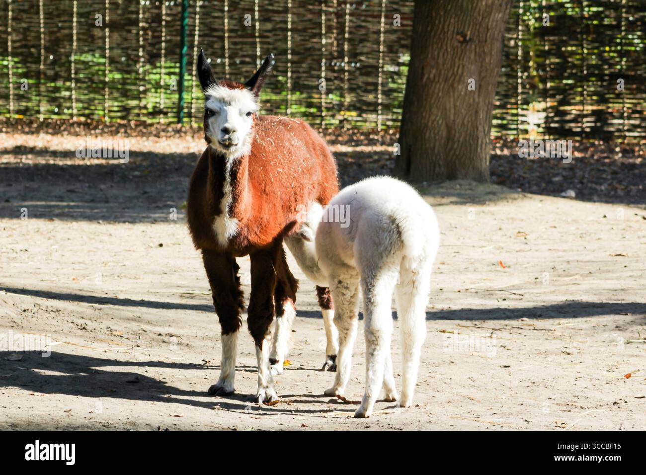 Alpaca Vicugna pacos white baby animal. A baby brown alpaca feeds on ...