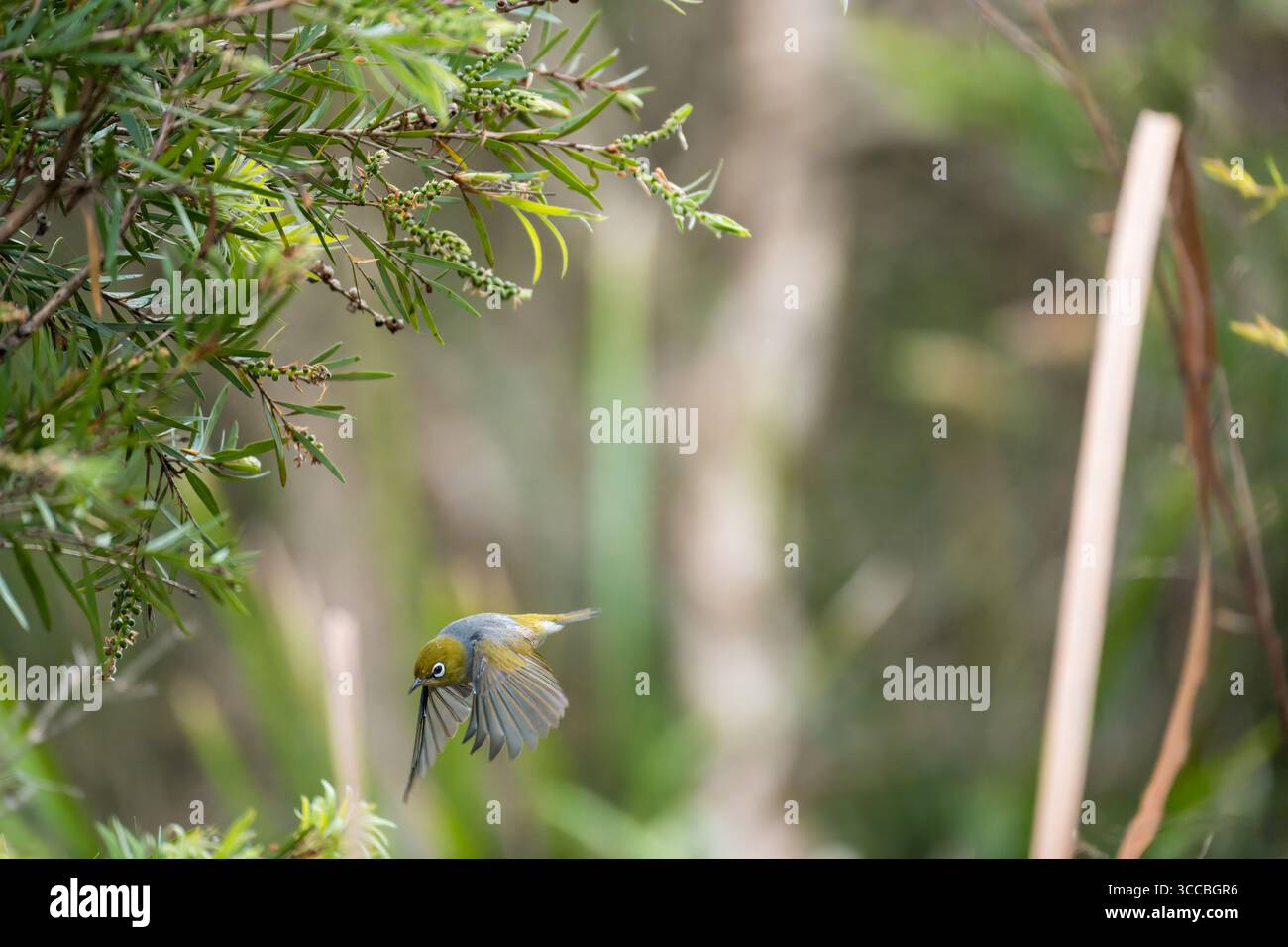 Australian silvereye bird eating photo hi-res stock photography and ...