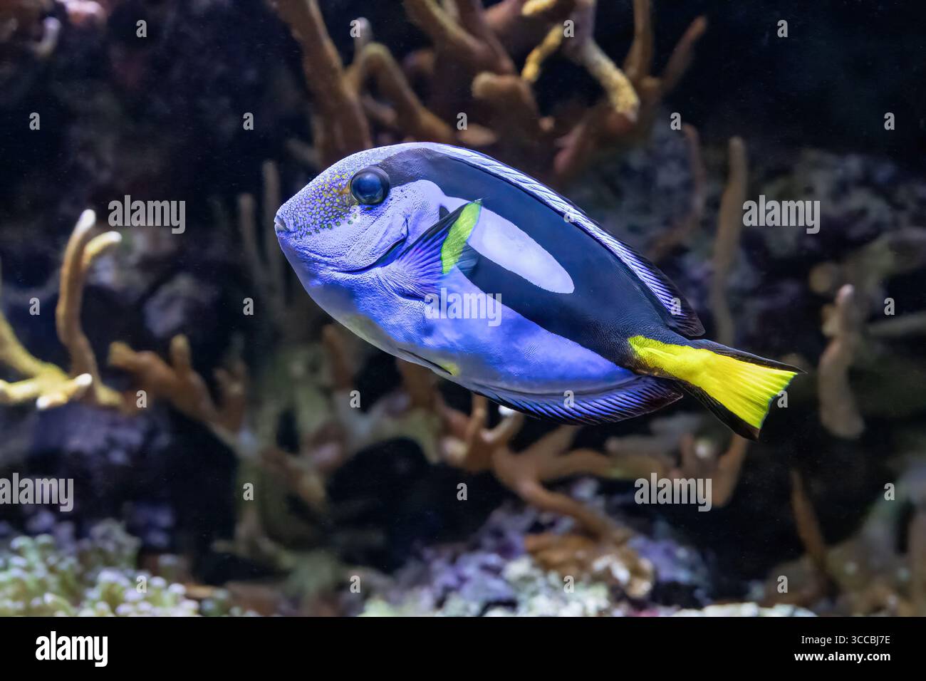 The regal blue tang, Paracanthurus hepatus, is most popular marine ...