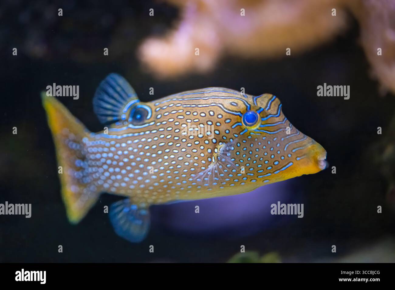 The spotted sharpnose puffer, Canthigaster solandri lives in the Indo ...