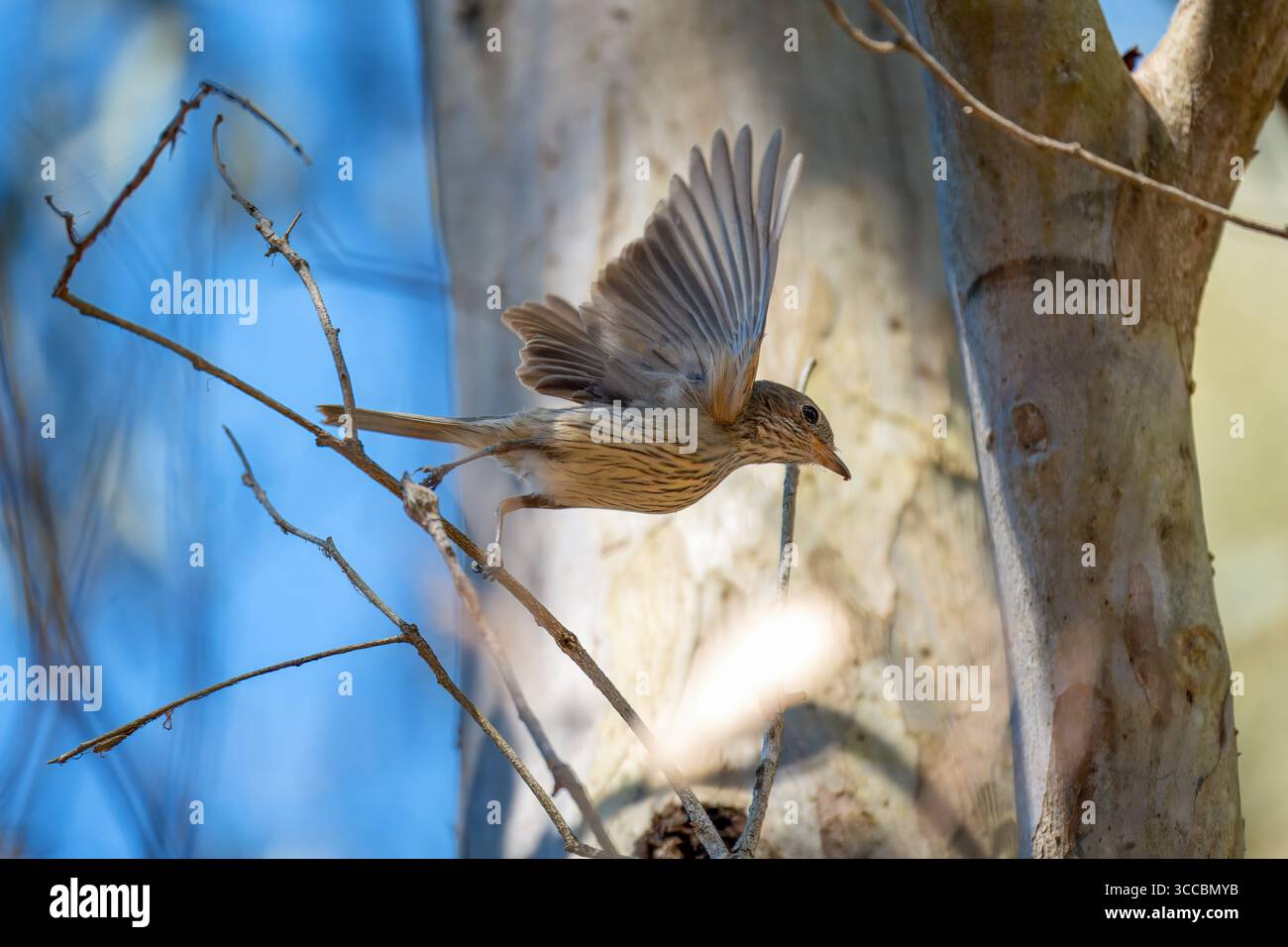 A variety of Australian native birds including wrens, parrots ...