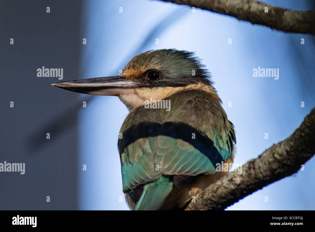Brisbane parklands fauna hi-res stock photography and images - Alamy