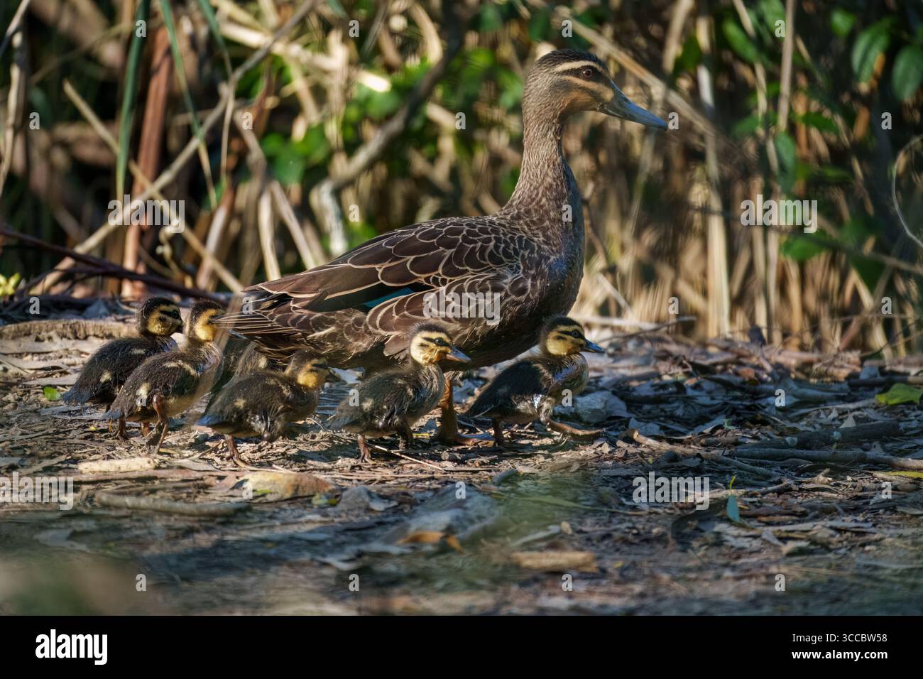 Feeding ducks in australia hi-res stock photography and images - Alamy
