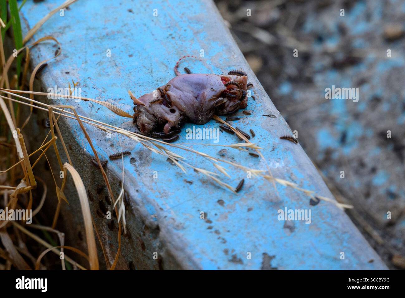 Eggs and dead animals hi-res stock photography and images - Alamy