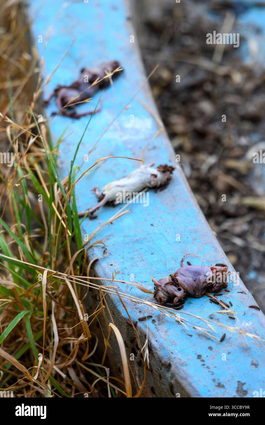 Eggs and dead animals hi-res stock photography and images - Alamy