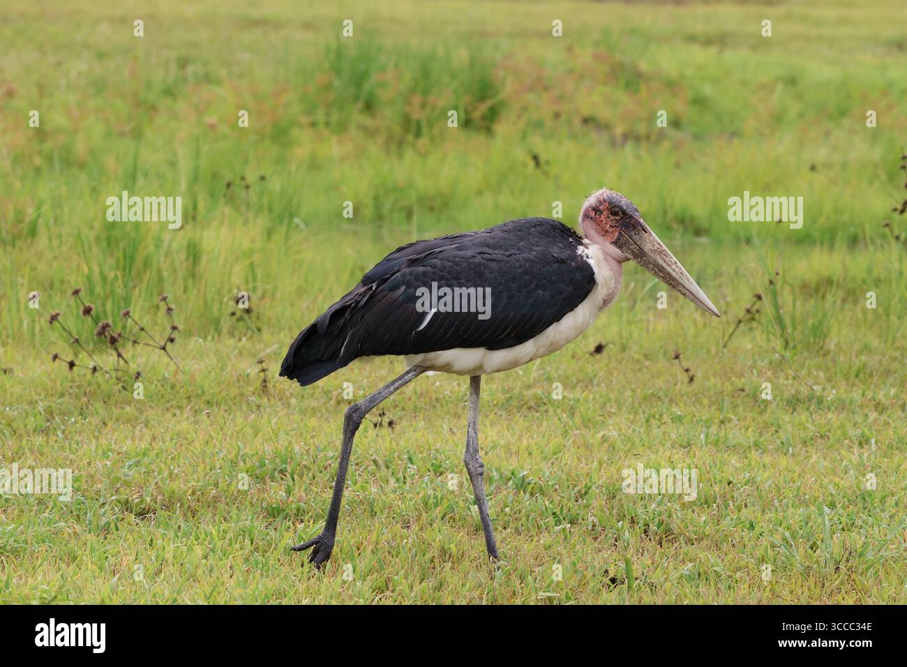 Marabou stork is walking in the bush, Mikumi National Park Stock Photo ...