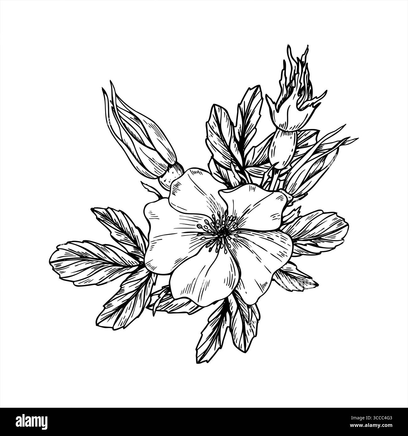 Bouquet white roses wild Black and White Stock Photos & Images - Alamy