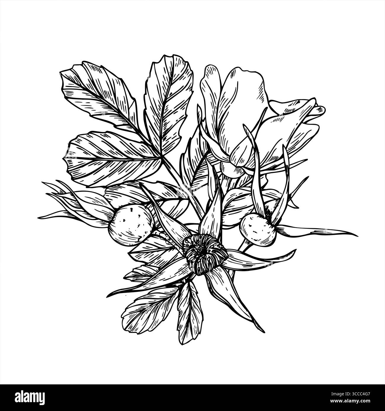 Flowers dog rose rosehip Stock Vector Images - Alamy