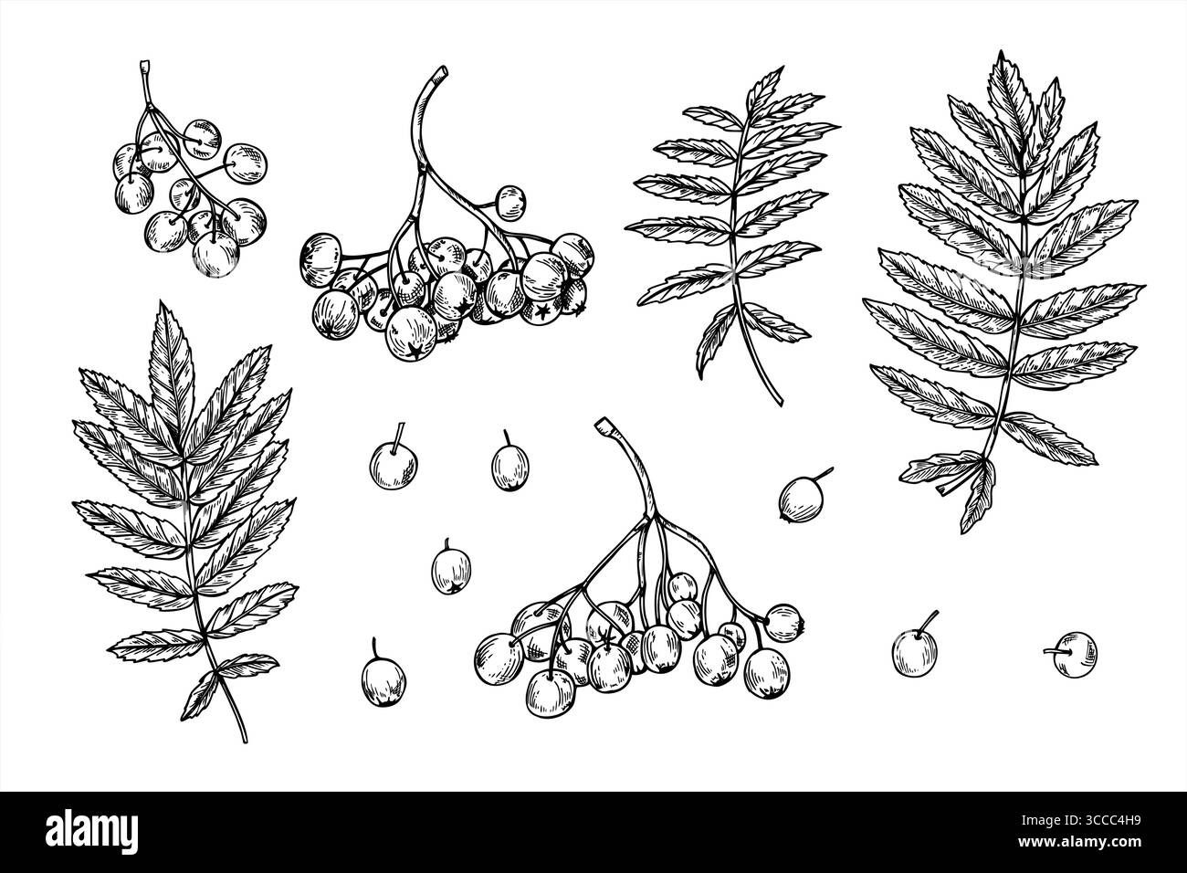 Rowan sorbus aucuparia in berry Stock Vector Images - Alamy