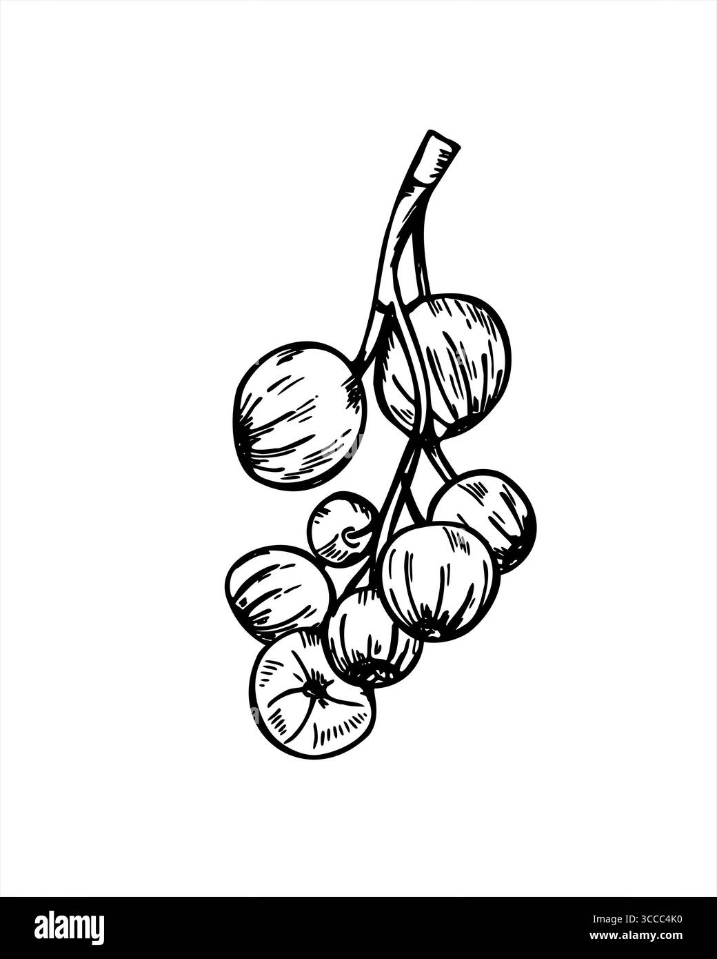 Huckleberry vector vectors hi-res stock photography and images - Alamy