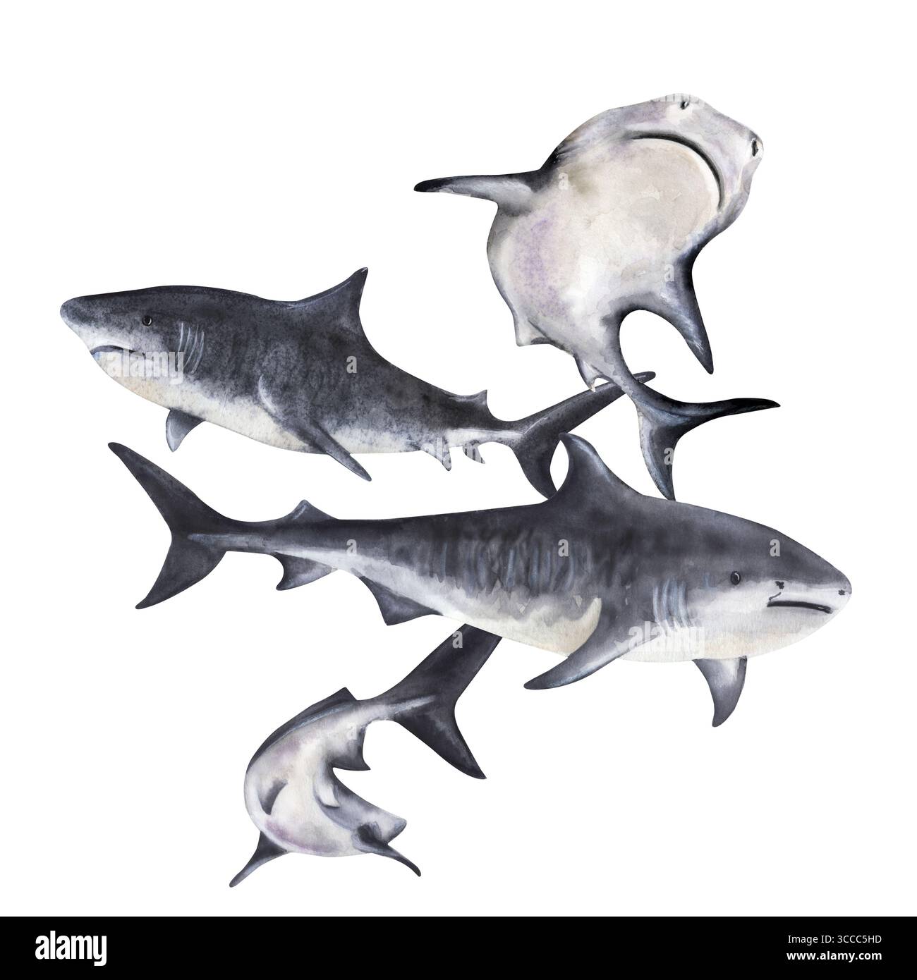 Group of sharks swimming underwater watercolor Stock Photo - Alamy