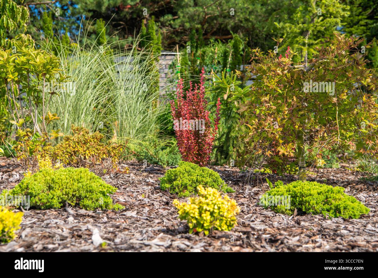 A well-maintained garden features a variety of colorful shrubs and ...