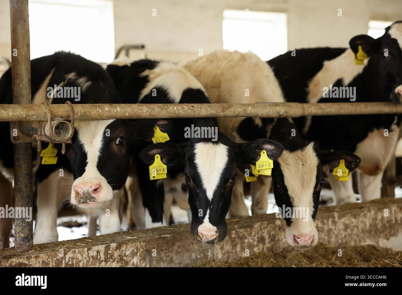 Cute calves eating hay near fence inside cowshed in dairy farm Stock ...