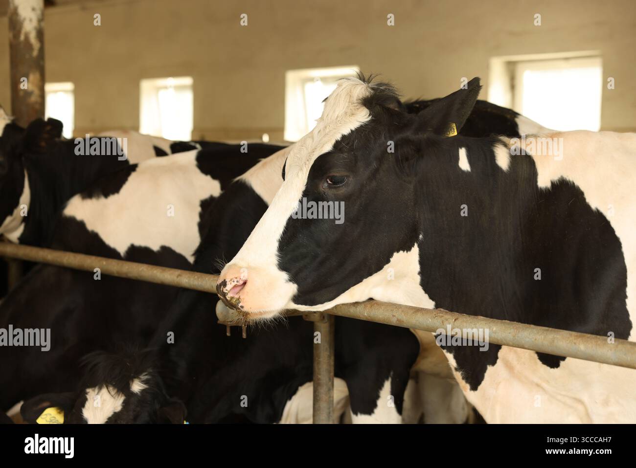 Cute cows near fence inside cowshed in dairy farm Stock Photo - Alamy