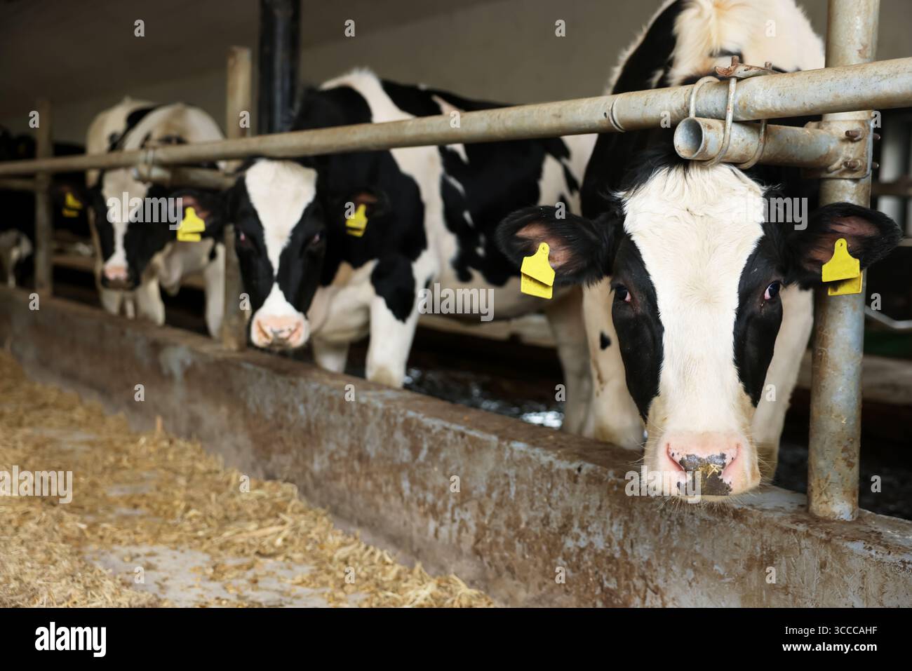 Cute cows near fence inside cowshed in dairy farm Stock Photo - Alamy