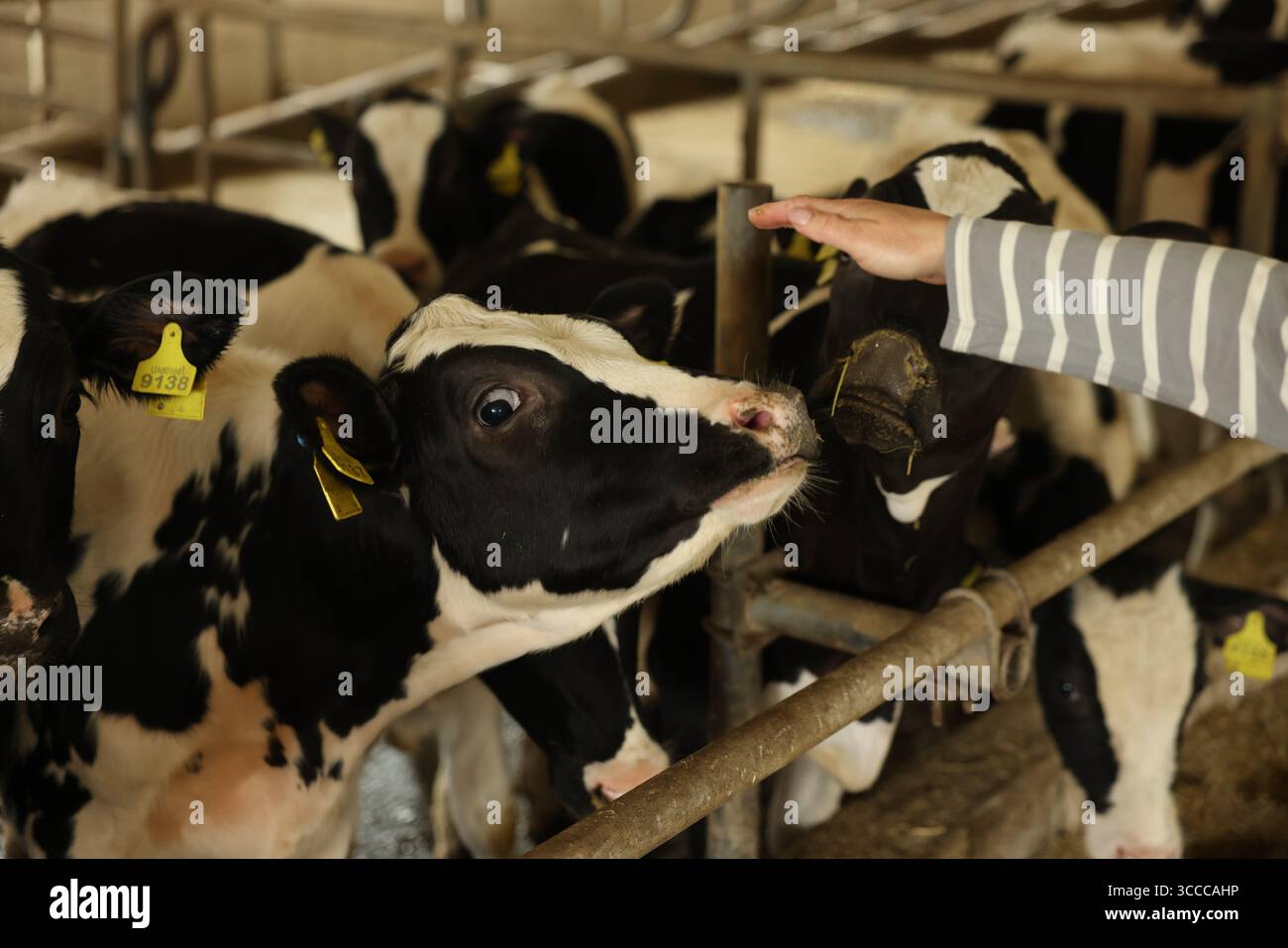 Farmer with cute cows inside cowshed in dairy farm, closeup Stock Photo ...