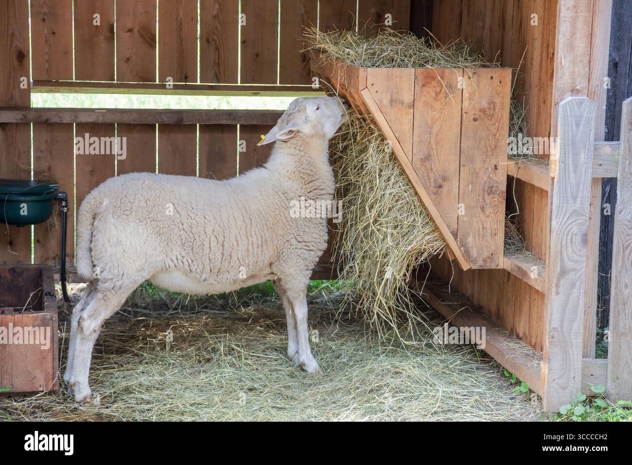 White wool sheep eating fresh hay in rustic wooden barn stable Perfect ...