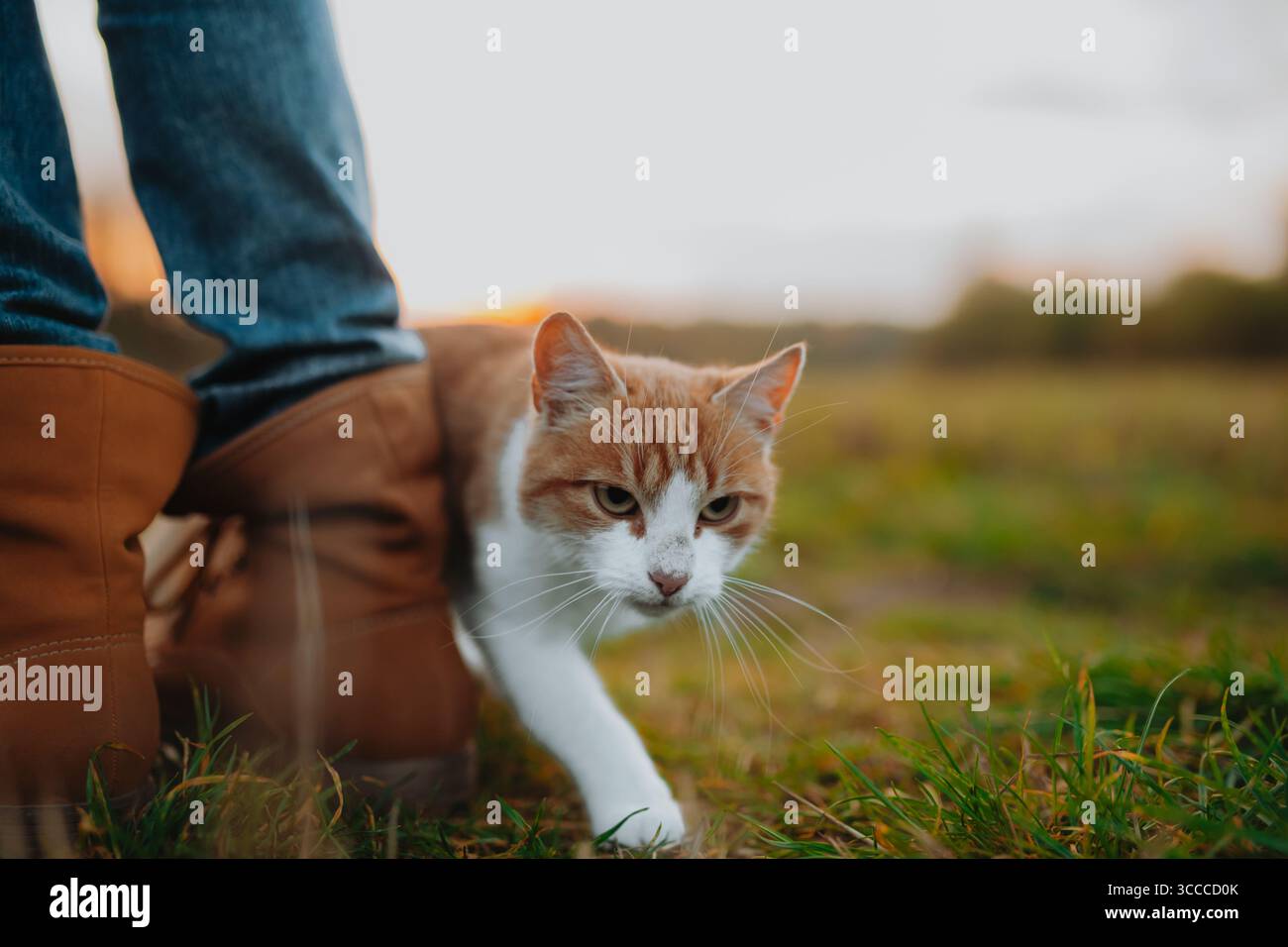 White cat walking in grass hi-res stock photography and images - Alamy
