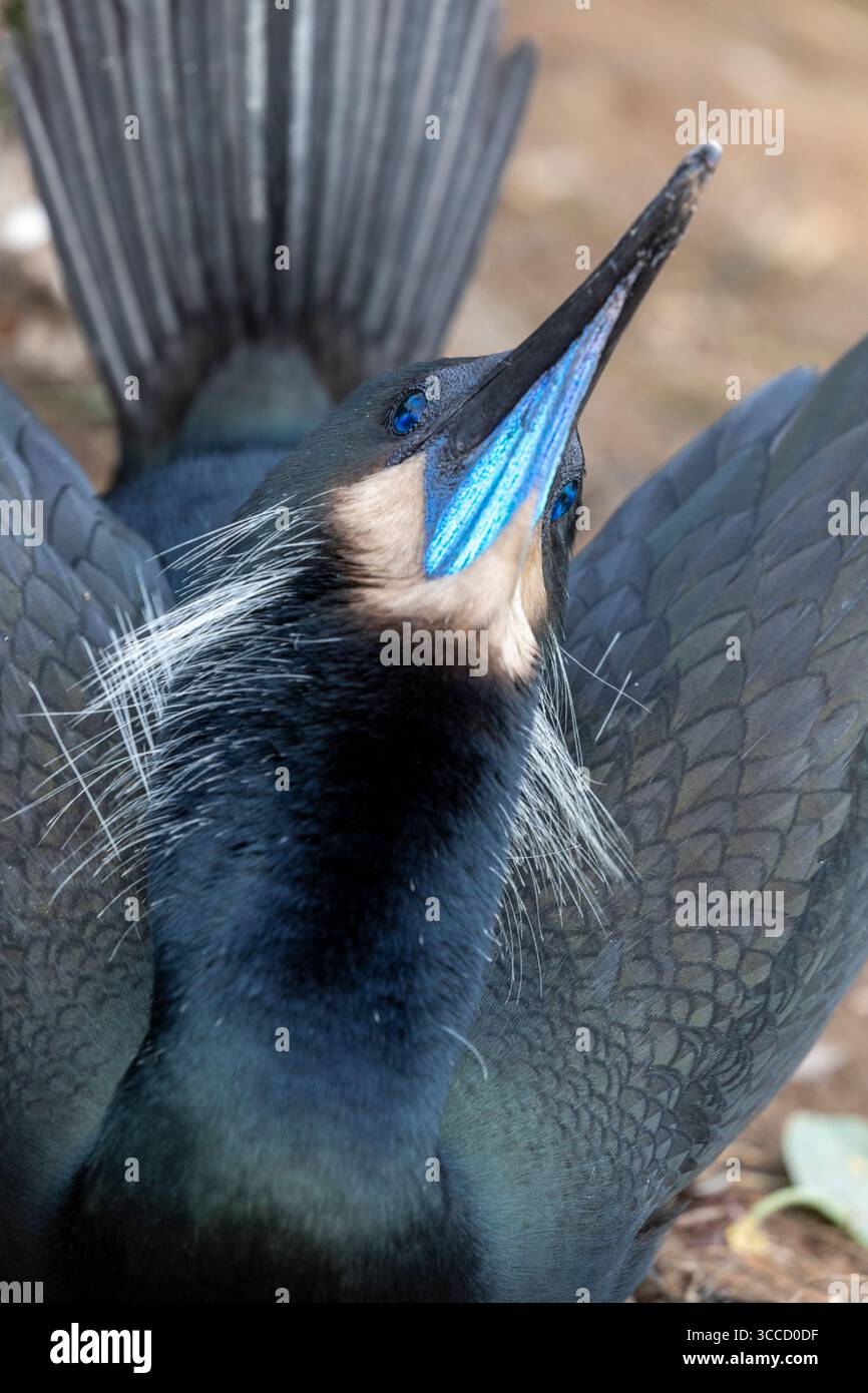 Brandt's Cormorant (Phalacrocorax penicillatus) with seasonal breeding ...
