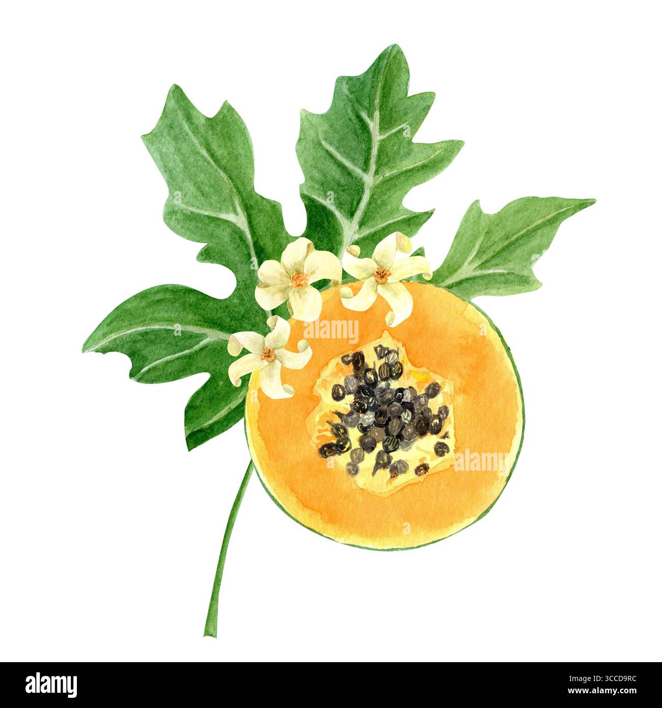 Papaya slice with seeds and flowers watercolor textured illustration ...