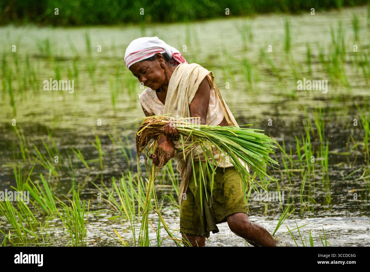 Golaghat, Assam, INDIA. 11th Aug, 2025. GOLAGHAT, ASSAM, INDIA-AUGUST ...