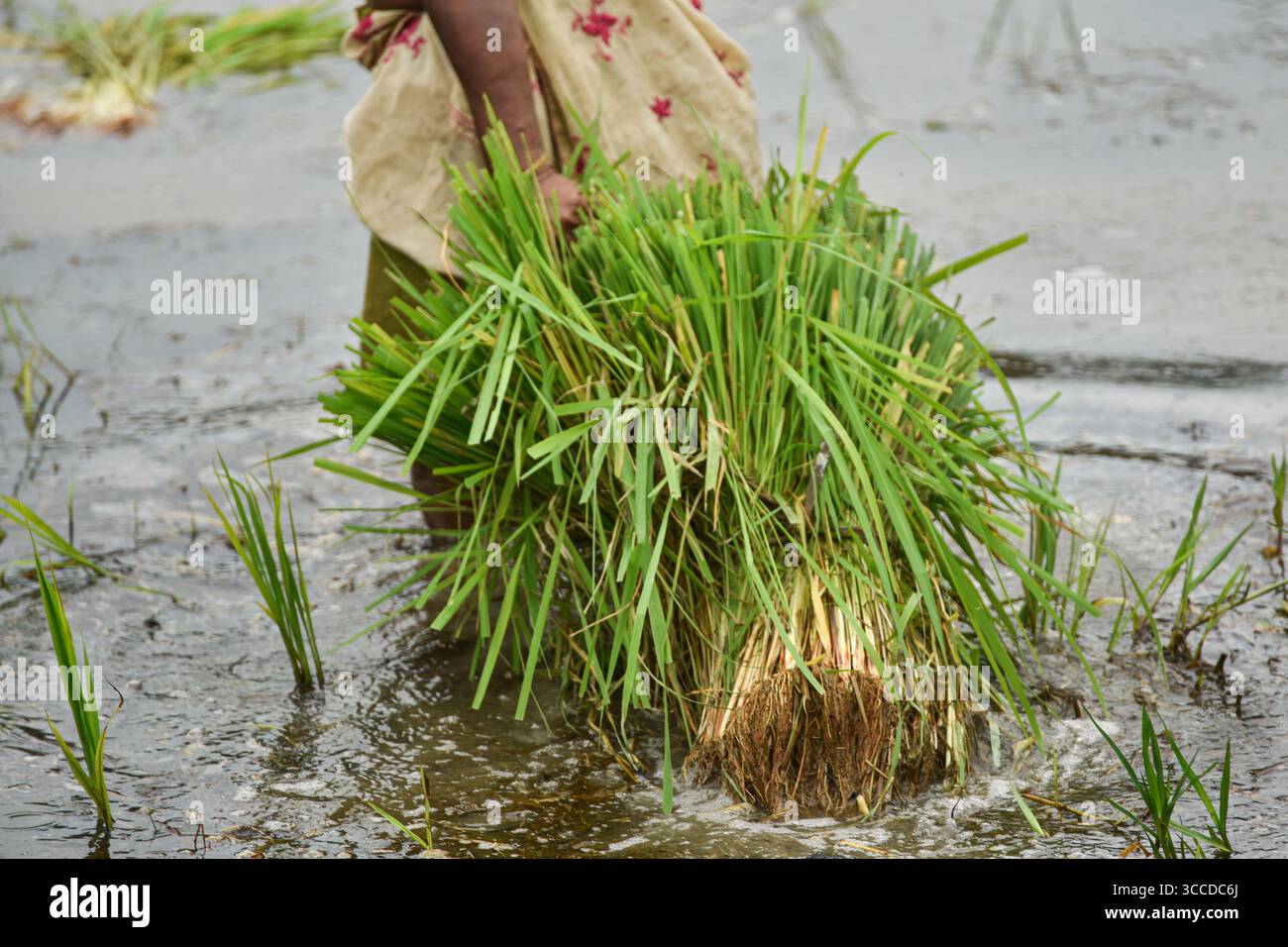 August 11, 2025, Golaghat, Assam, INDIA: GOLAGHAT,ASSAM,INDIA-AUGUST 11 ...