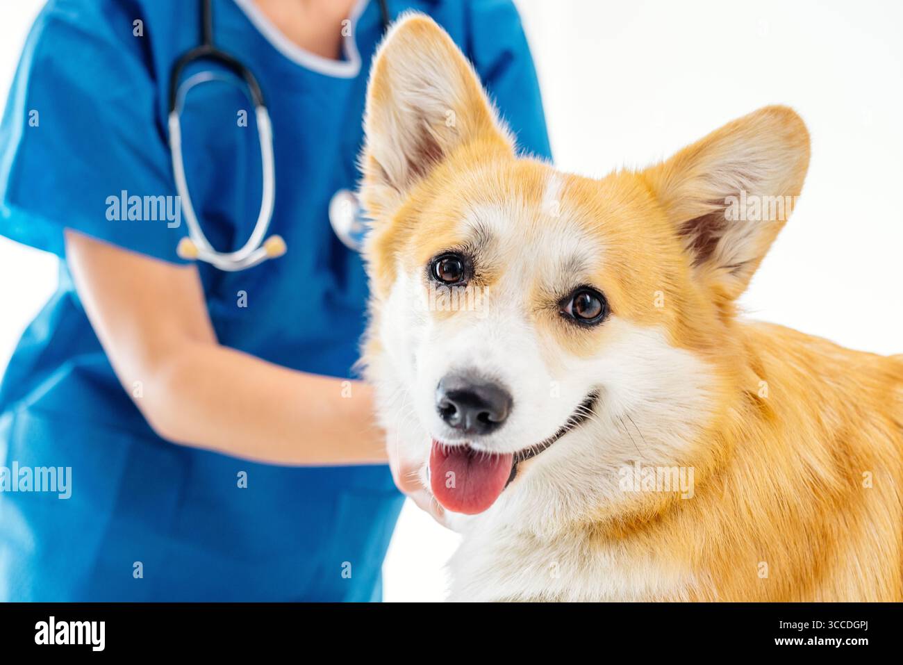 Caring interaction between doctor hi-res stock photography and images ...