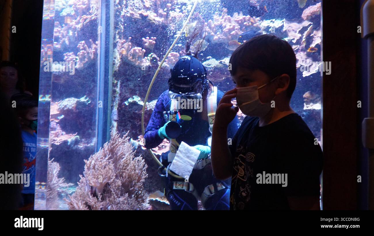 Coral reef maintenance hi-res stock photography and images - Alamy