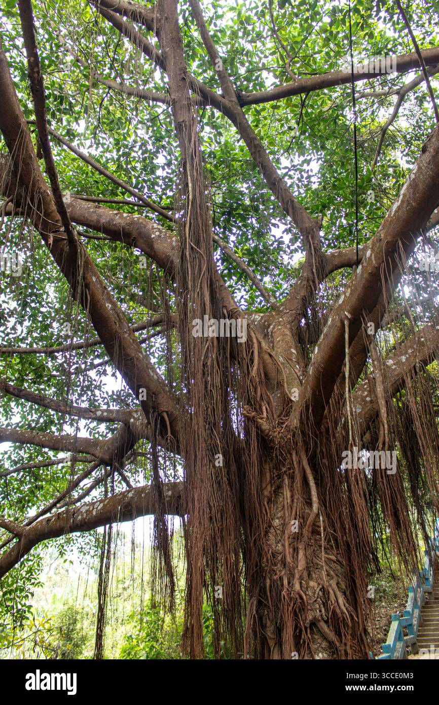 Panoramic view forest treetops hi-res stock photography and images - Alamy