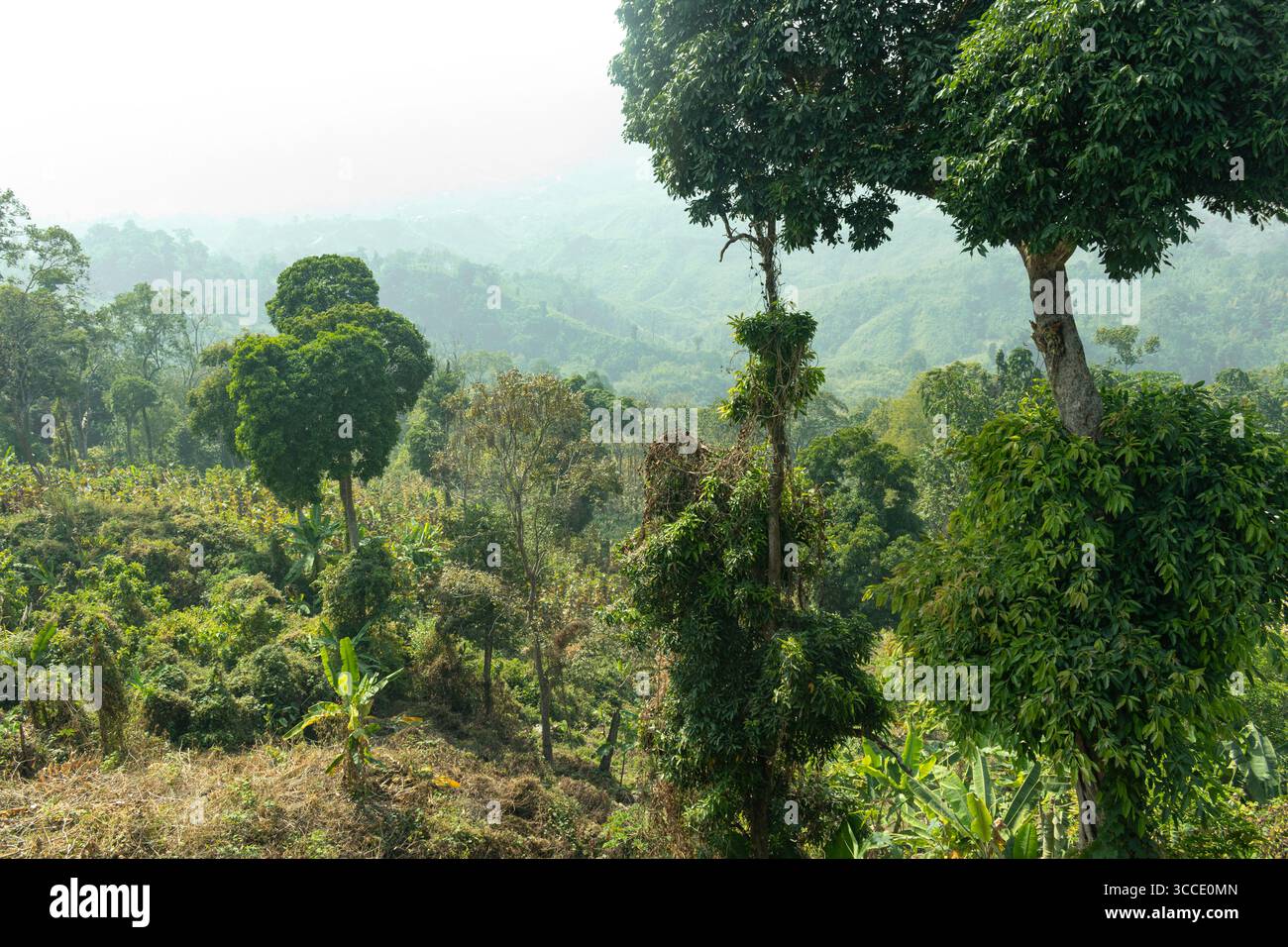 Panoramic morning view hilltop hi-res stock photography and images - Alamy