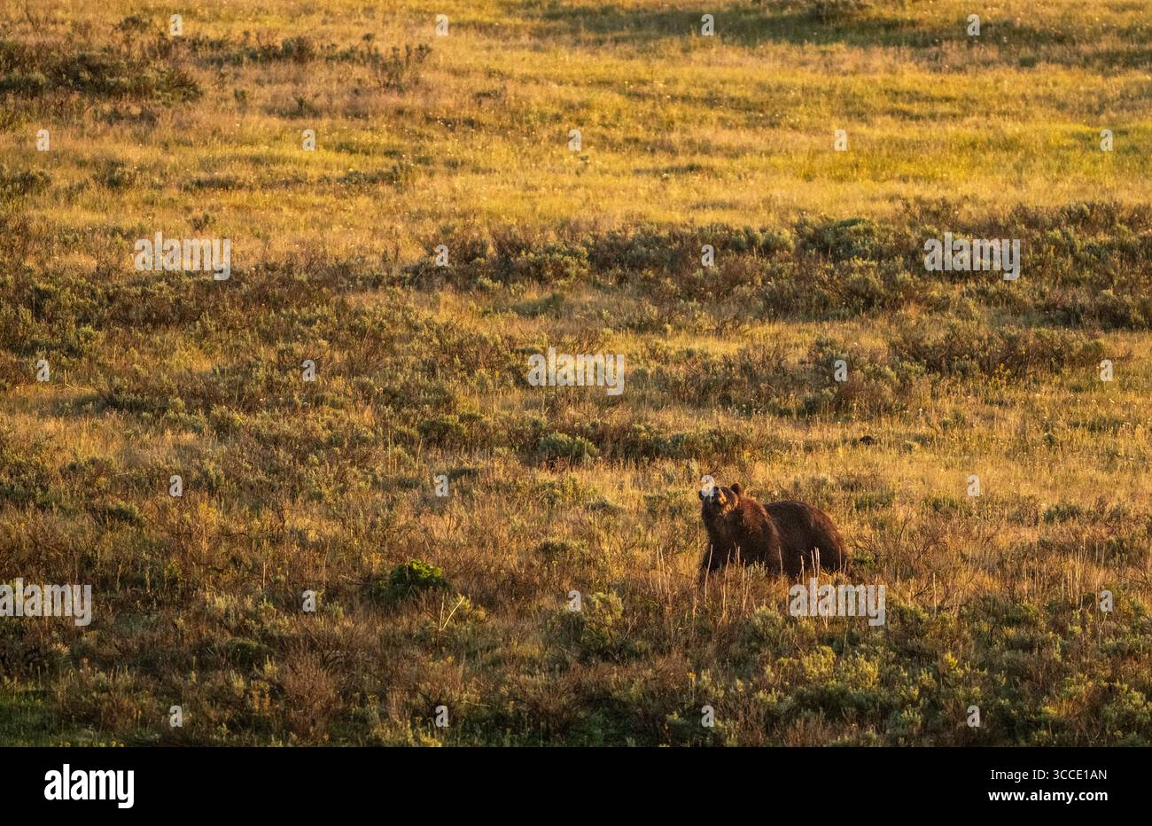Large grizzly bear sniffs hi-res stock photography and images - Alamy