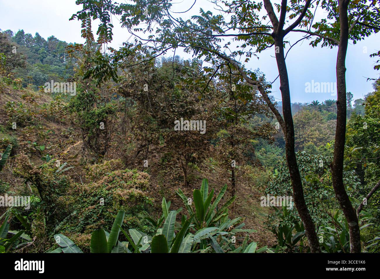 Panoramic view forest treetops hi-res stock photography and images - Alamy
