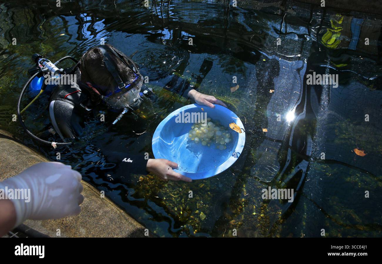 Hellbender eggs hi-res stock photography and images - Alamy