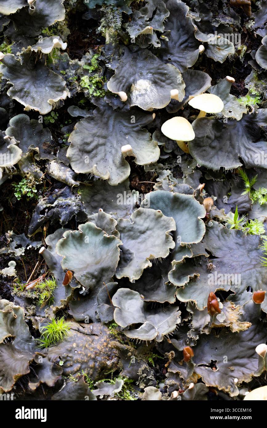 Common dog lichen Stock Photo - Alamy