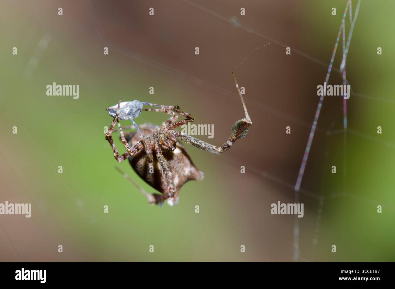 Featherlegged spider, Uloborus sp., wrapping prey Stock Photo - Alamy