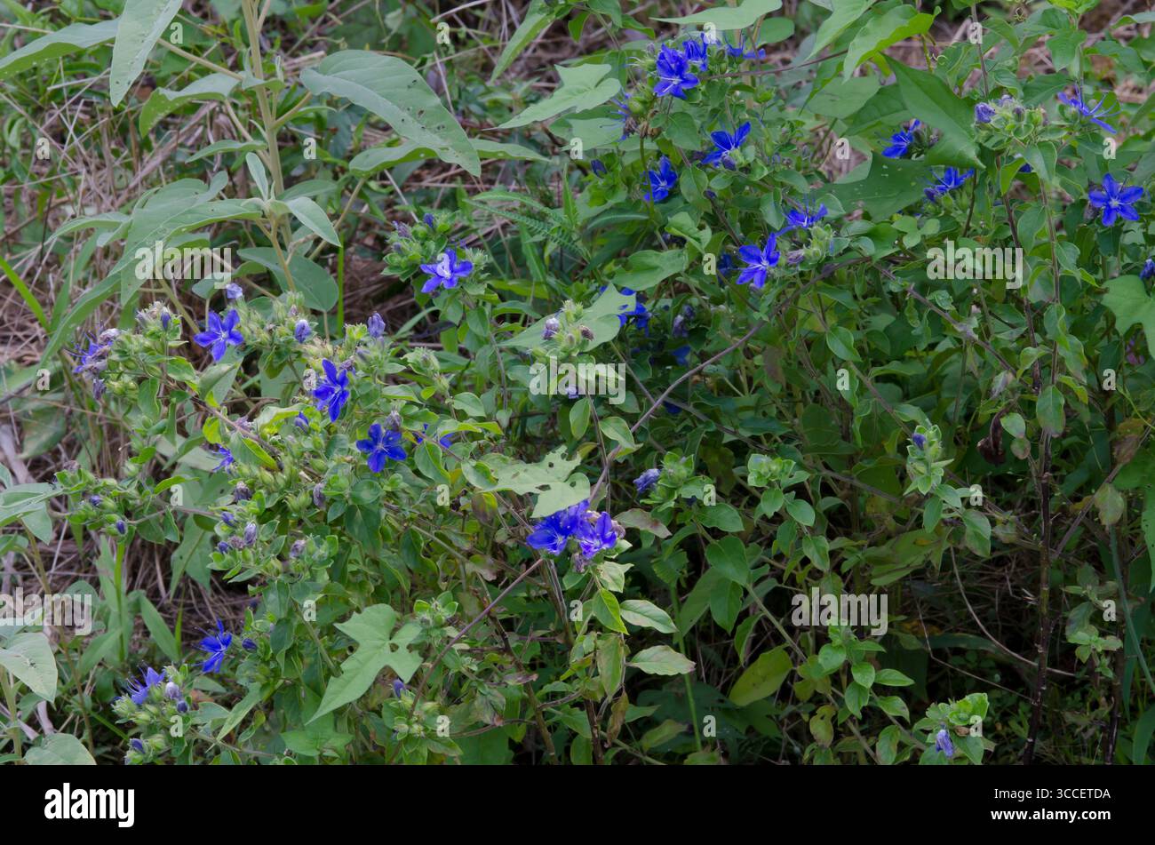 Hairy hydrolea hi-res stock photography and images - Alamy