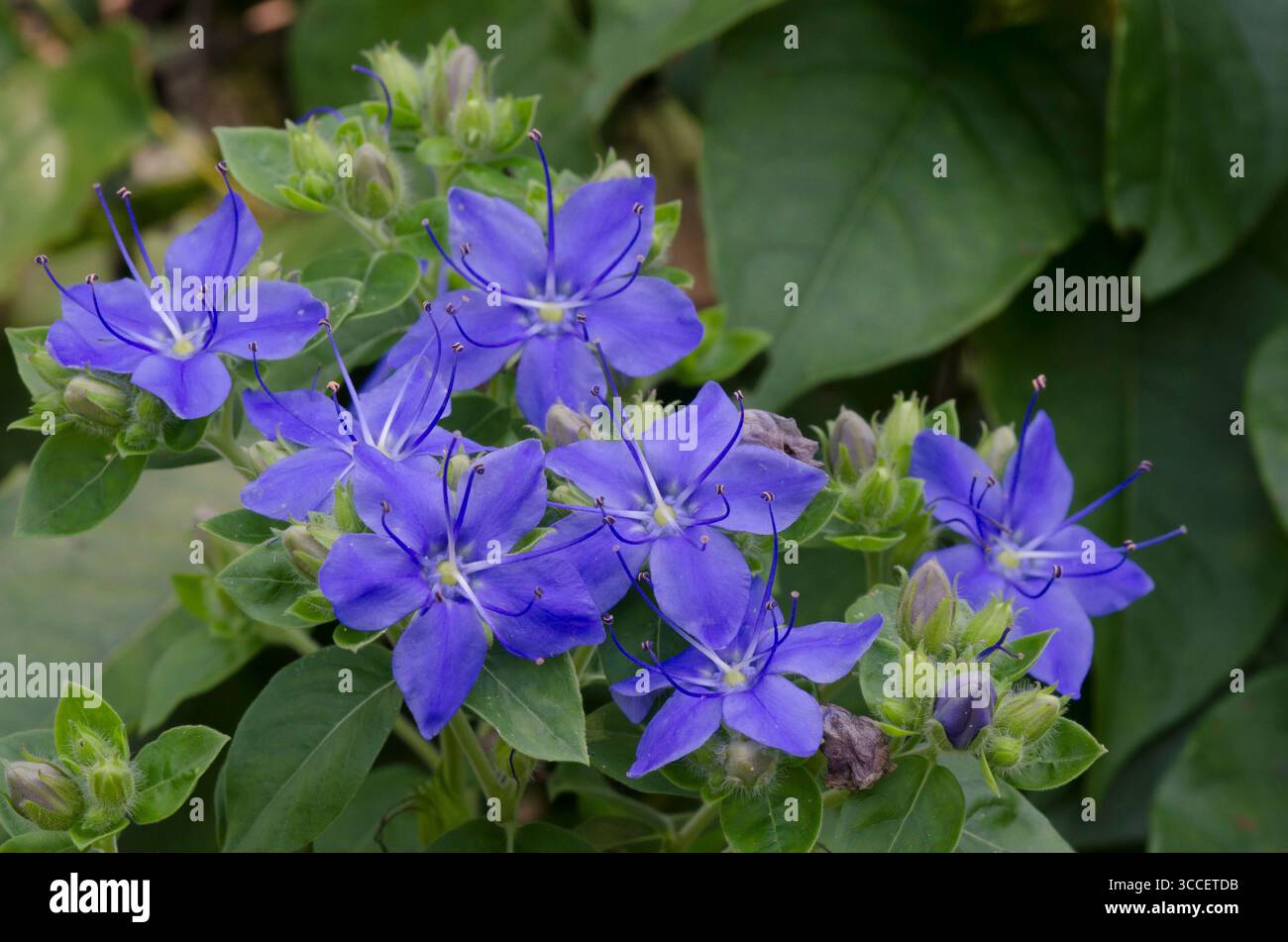 Hairy hydrolea hi-res stock photography and images - Alamy