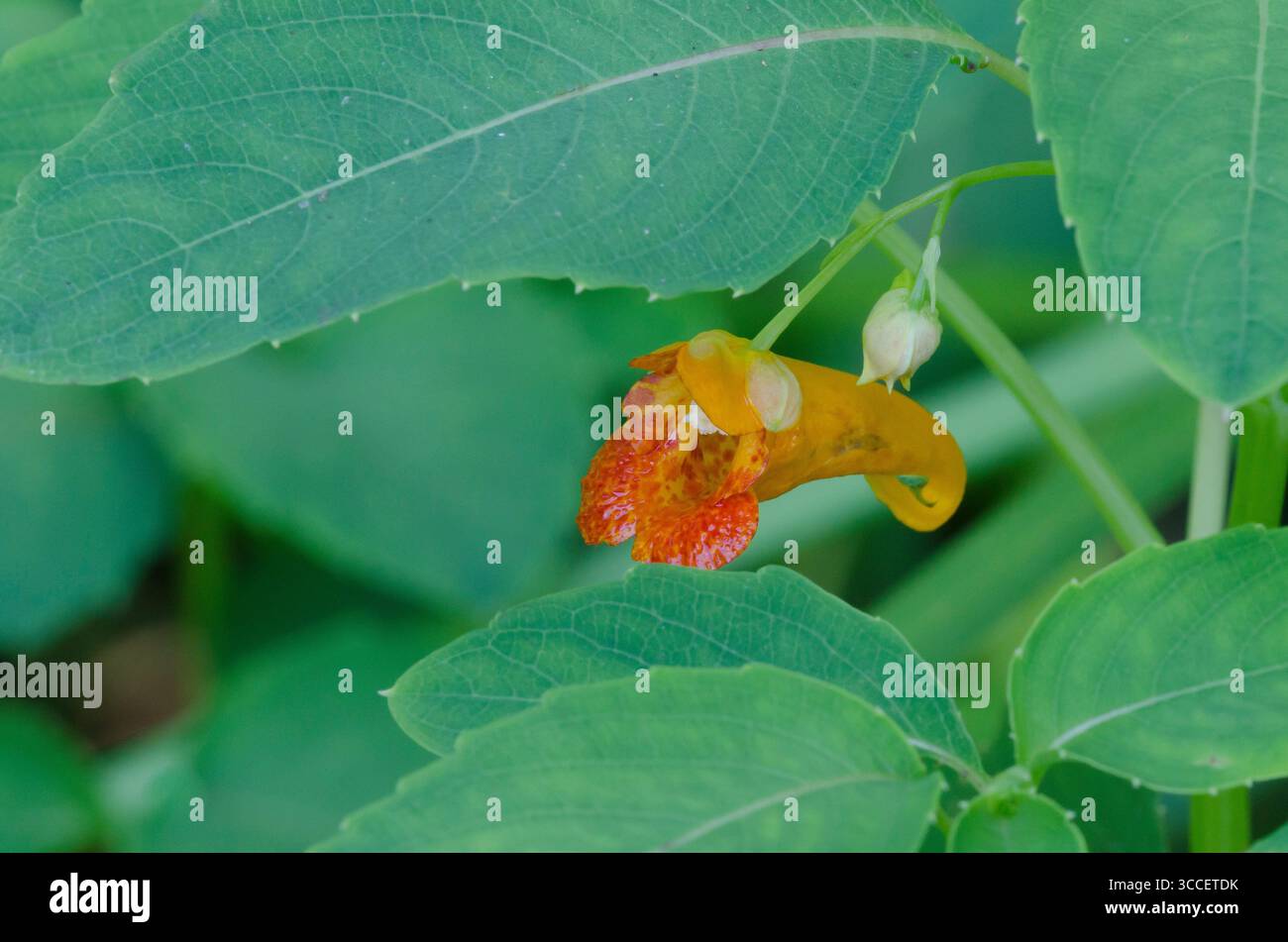 Jewelweed spotted touch impatiens hi-res stock photography and images ...