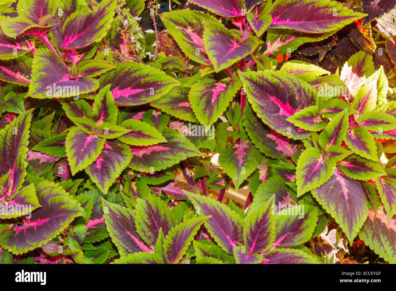 Lively botanical display hi-res stock photography and images - Alamy