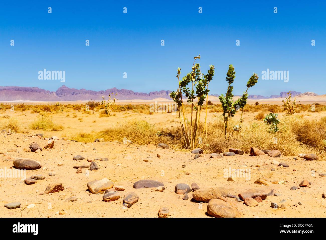 Spring on Shara desert. Apple of Sodom, Oscher tree, calotrope ...