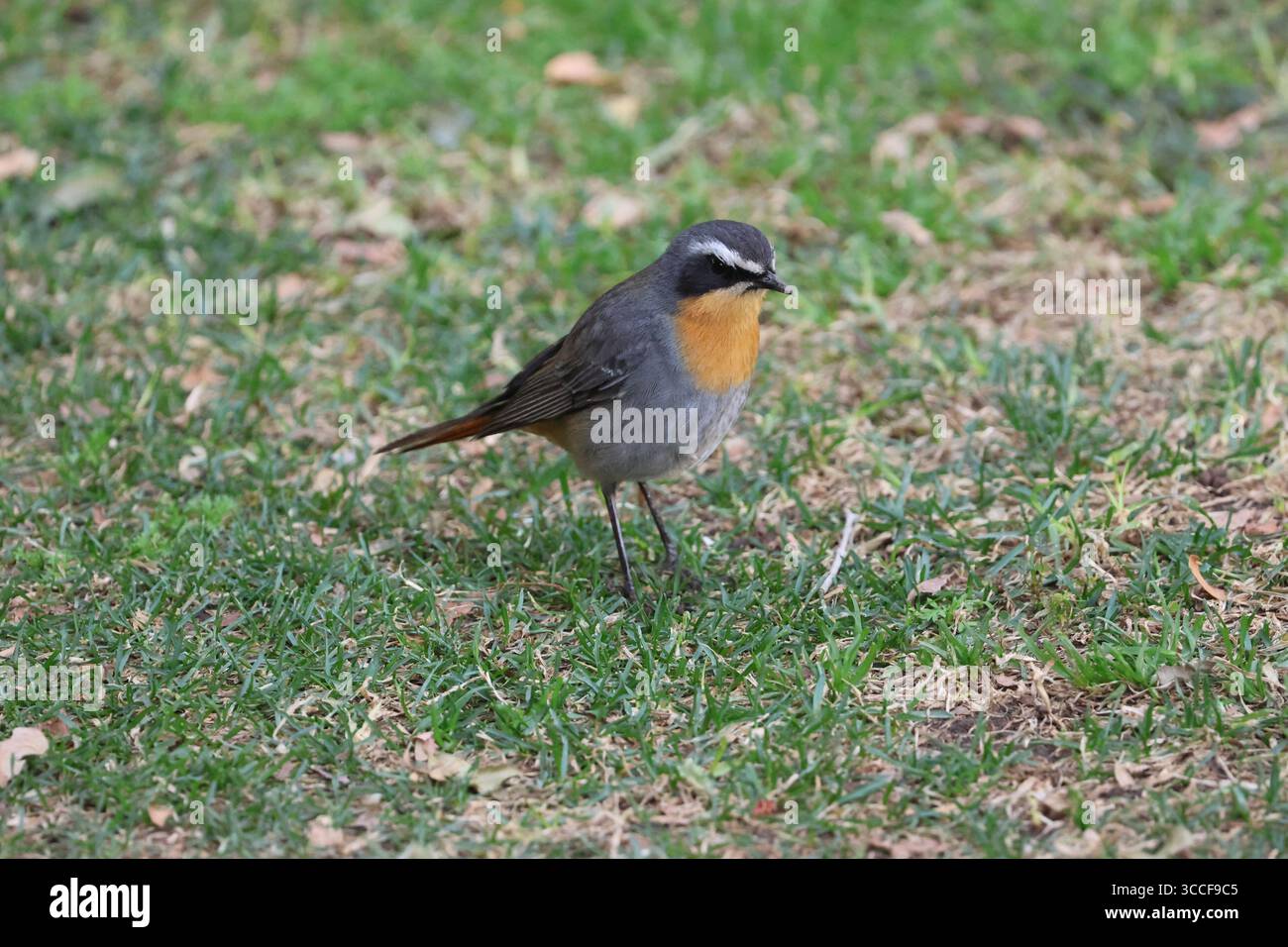 Cape robin-chat, Cossypha caffra, F. Muscicapidae, Johannesburg, South ...