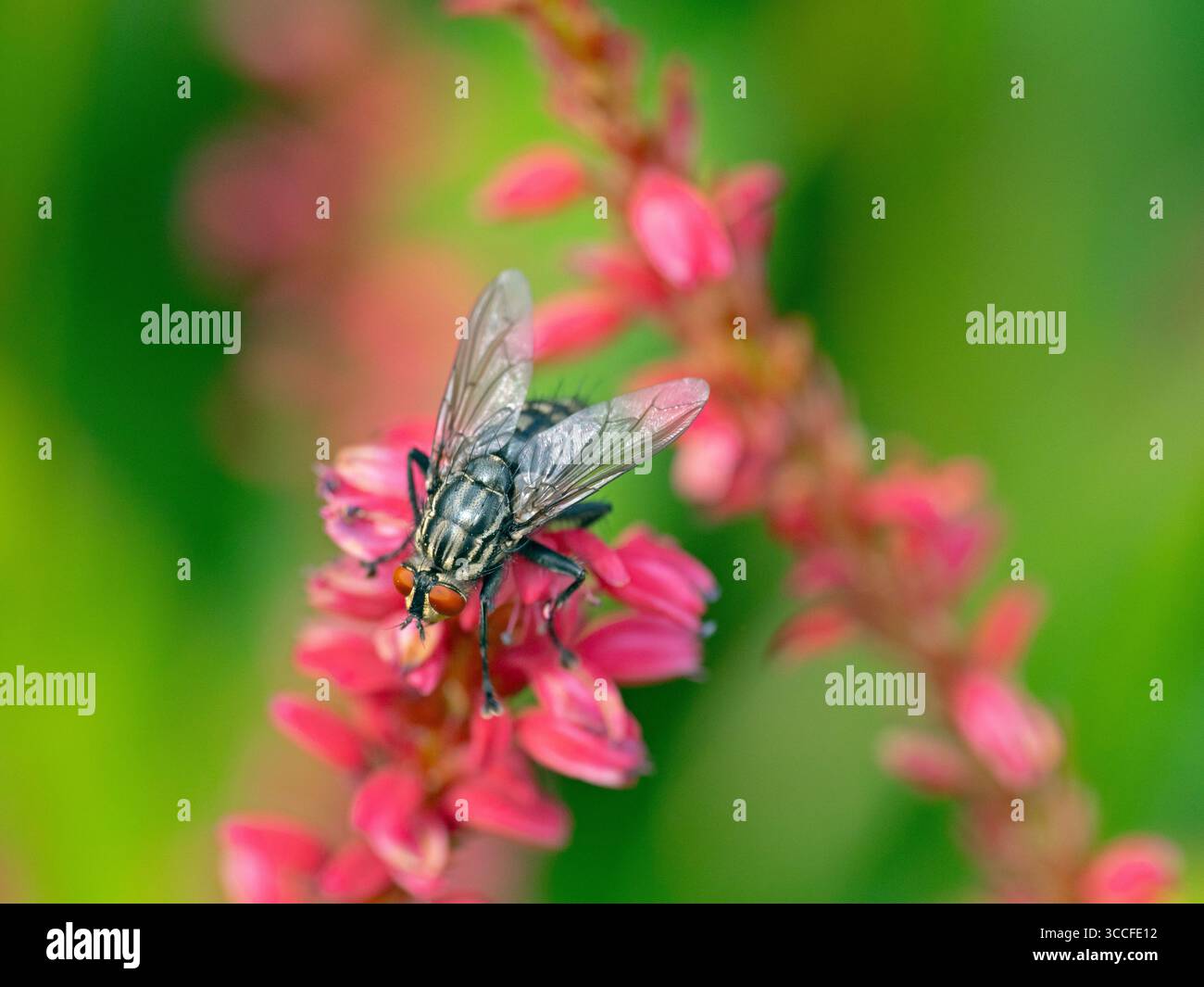 Sarcophaga species of Flesh fly on Persicaria amplexicaulis August ...