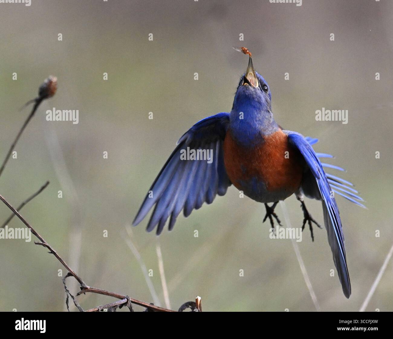 December 11, 2022, Elkton, Oregon, USA: A male western bluebird makes ...
